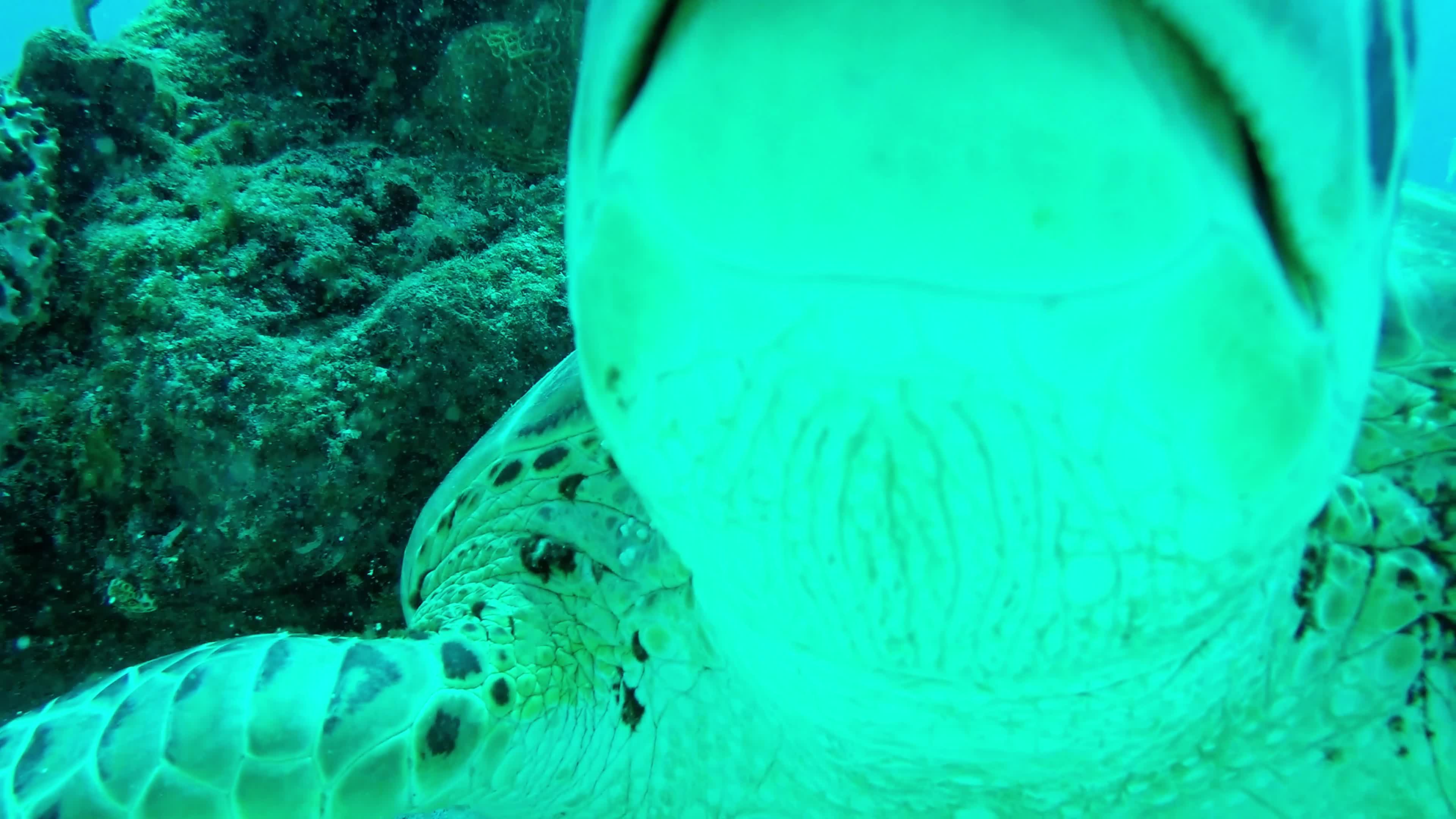 Diver captures inside of curious sea turtle's mouth