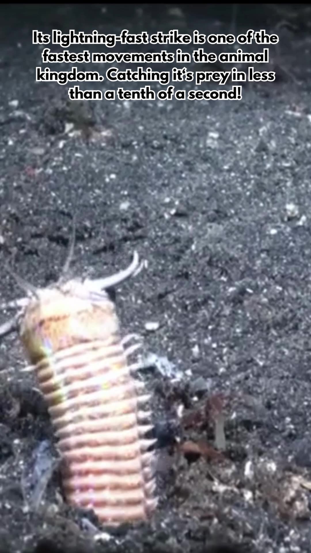 The Terrifying Bobbit Worm: Nature's Hidden Predator