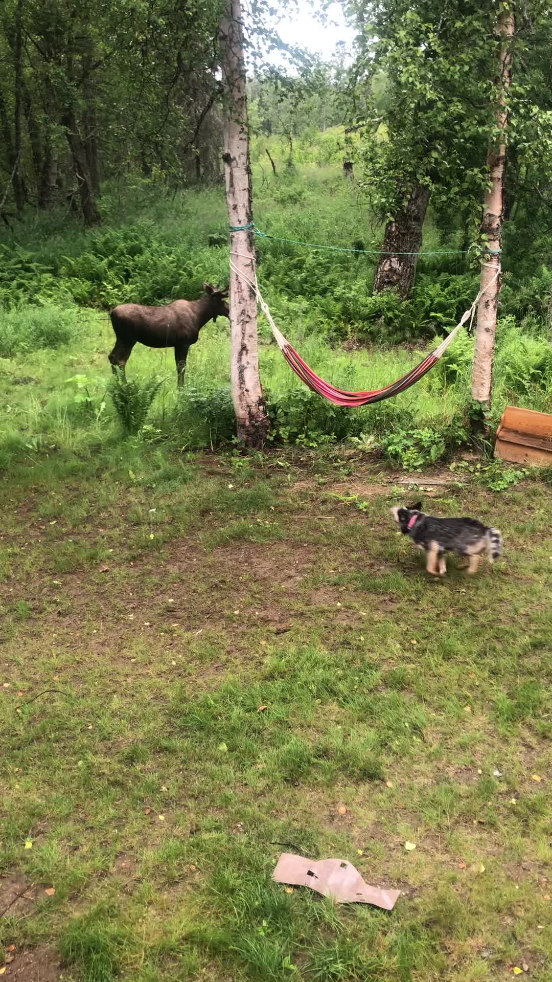 Moose Chases Playful Dog around Trees