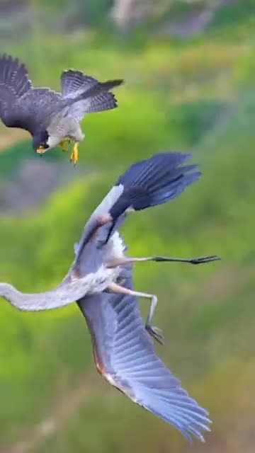 Crazy chasing from peregrine falcon and horrifying scream from great ...