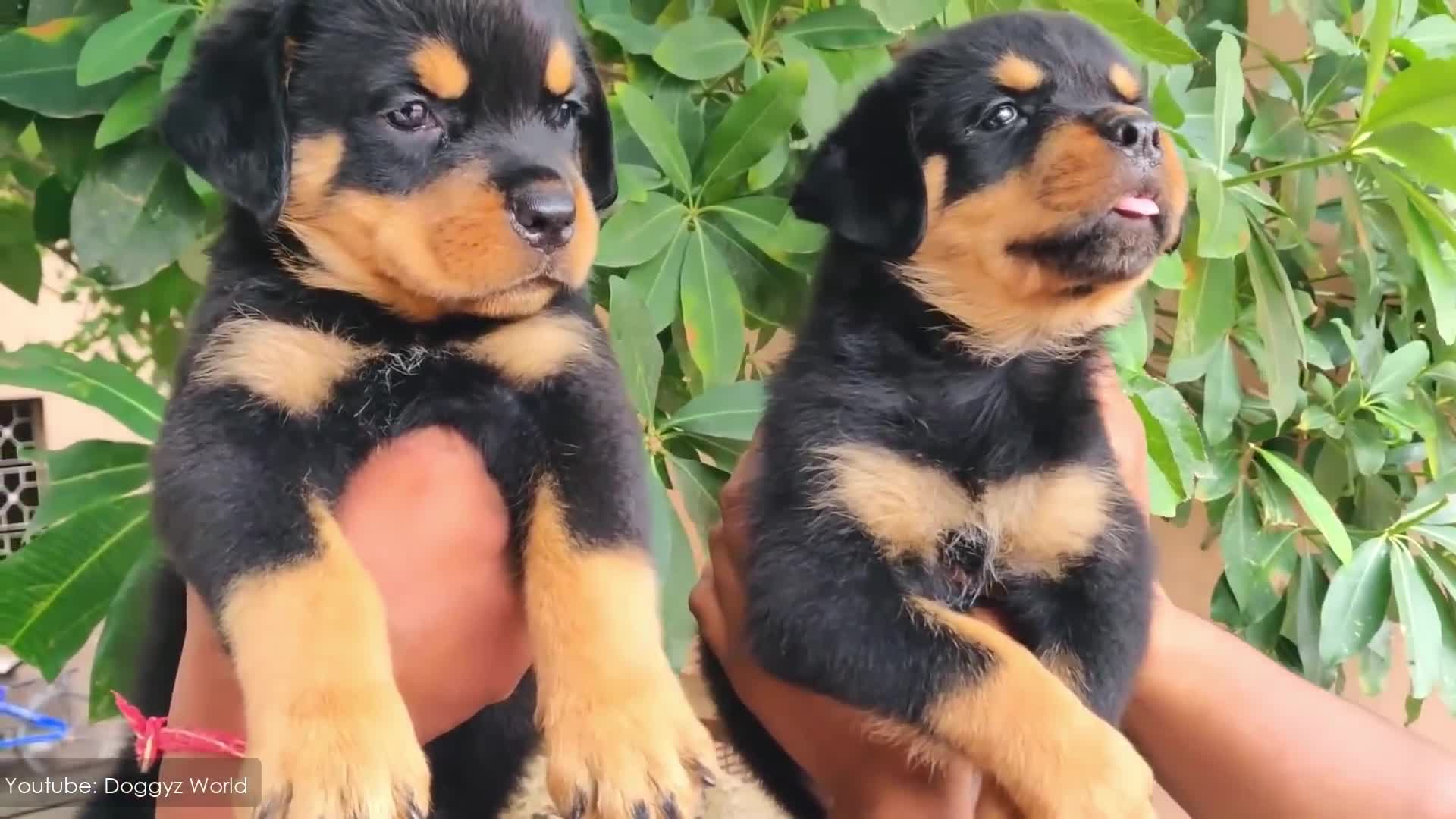 10 Most Powerful Dogs In The World