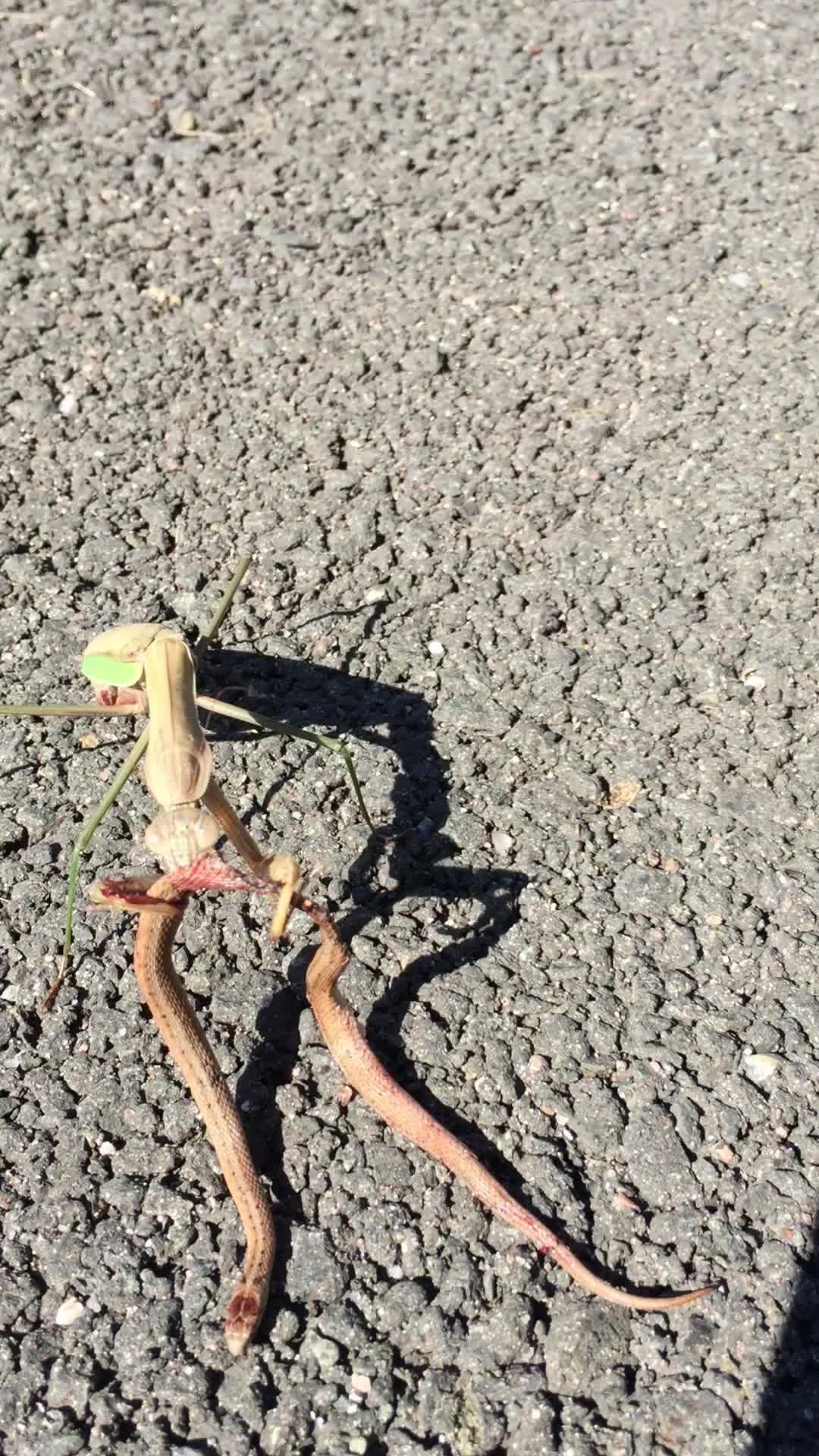 Praying (Preying) Mantis Eats Snake