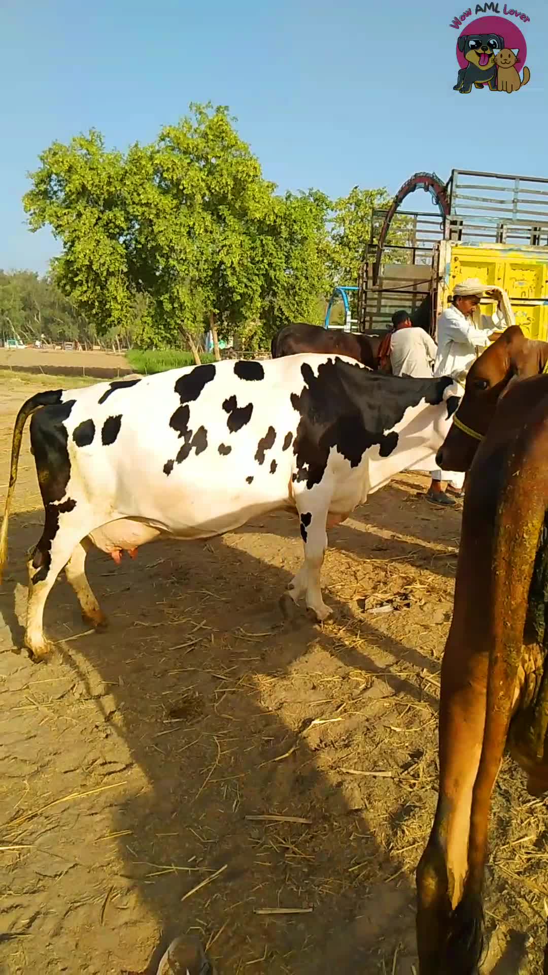 pitbull unloading | buffalo and cow unloading at time tuck for bakra ...