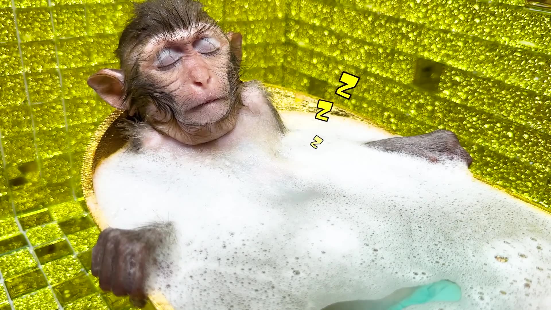 Monkey_Baby_Bon_Bon_Bon_Bon_eat_fruit_in_the_bathtub_and_naughty_with ...