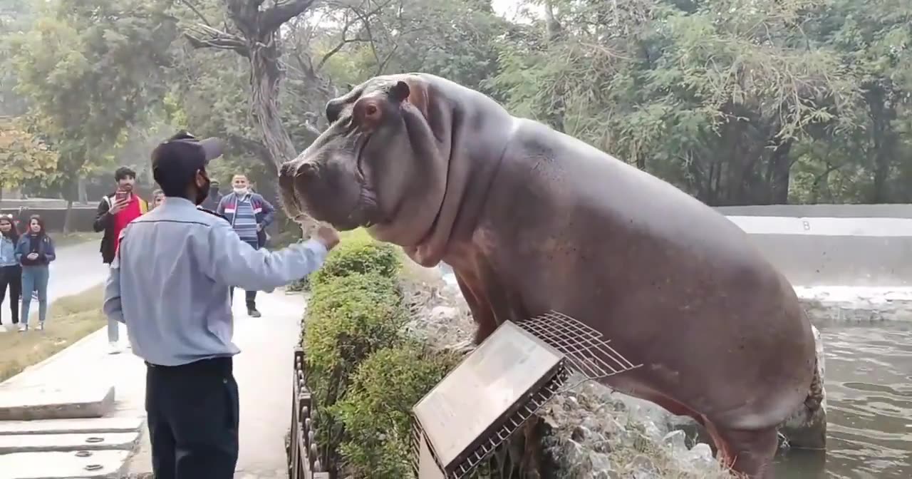 Security guard prevents hippo from escaping into public area at zoo