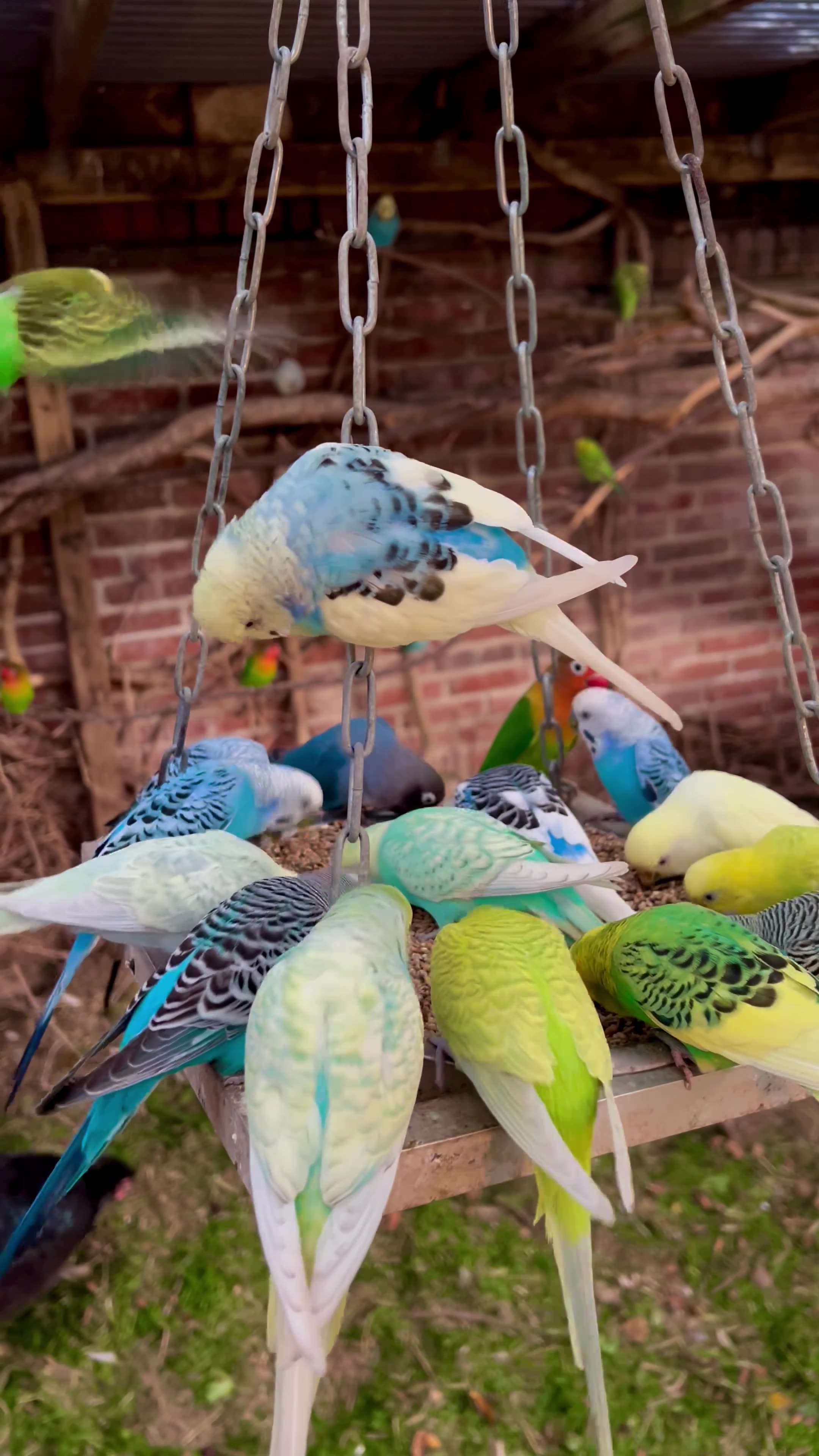 Wonderful mix bird aviary with colourful budgies and love birds #bird # ...