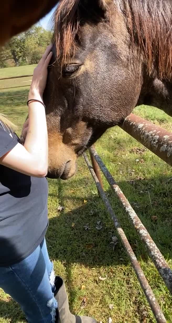 Gentle Horse Nuzzles Belly With Nose