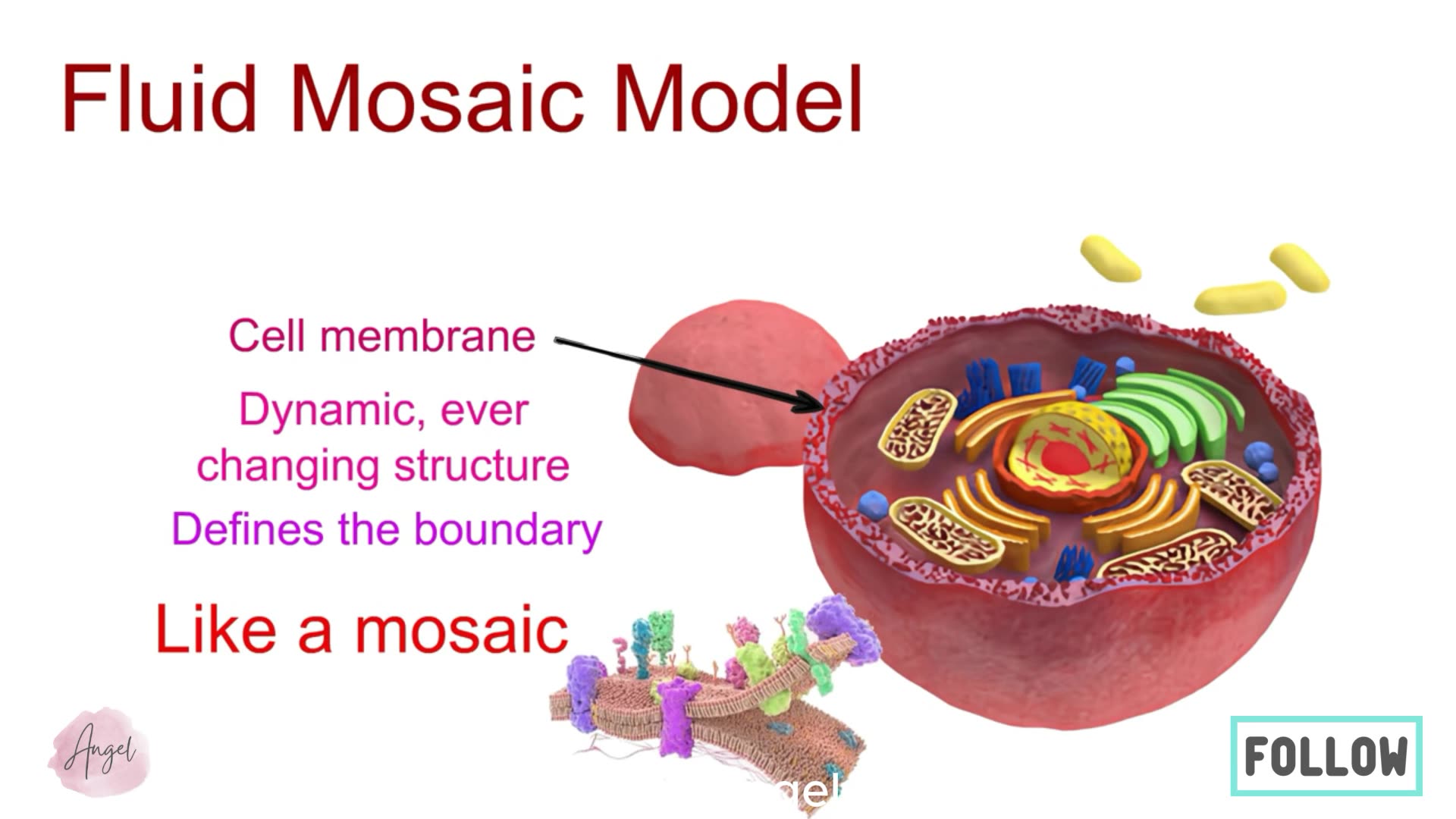 Fluid mosaic model of cell membrane Decoded_ Journeying Through the ...