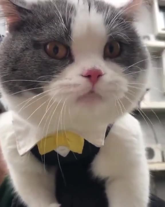 Big Billy the talking 🐈 😺🐈😺🐈😺, Lough movment