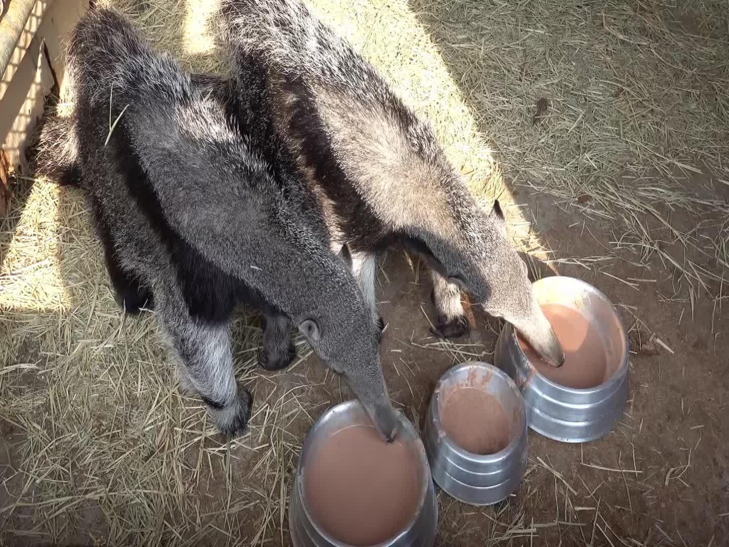 Giant Anteater Enjoys Dinner With His Enormous Tongue