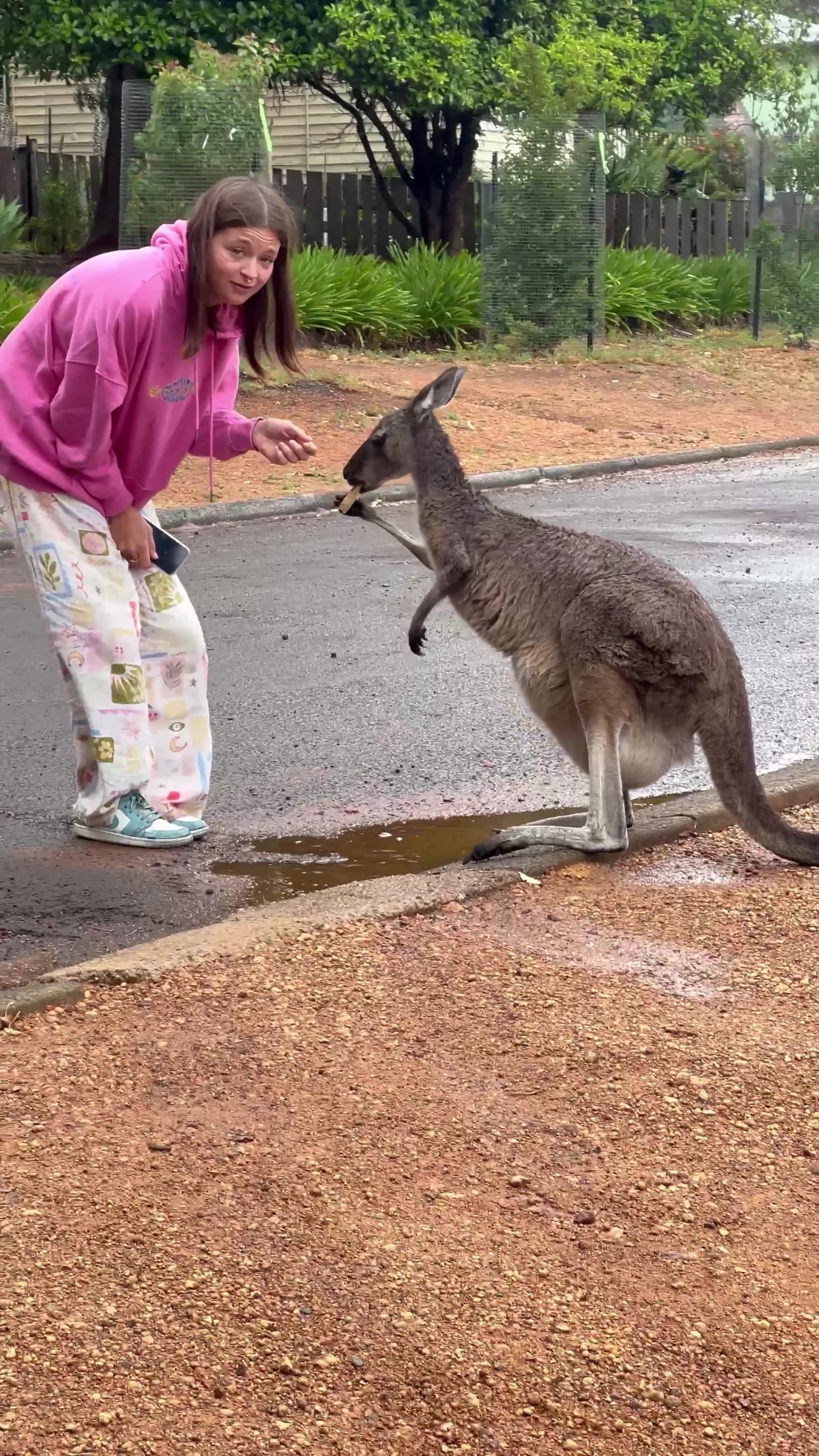 Meeting a Mama Kangaroo and Its Baby