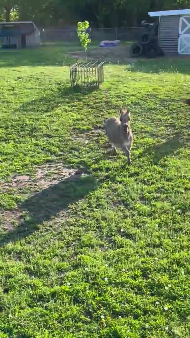 Donkey chasing goats