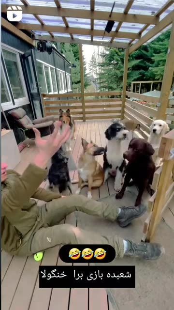 cool dogs