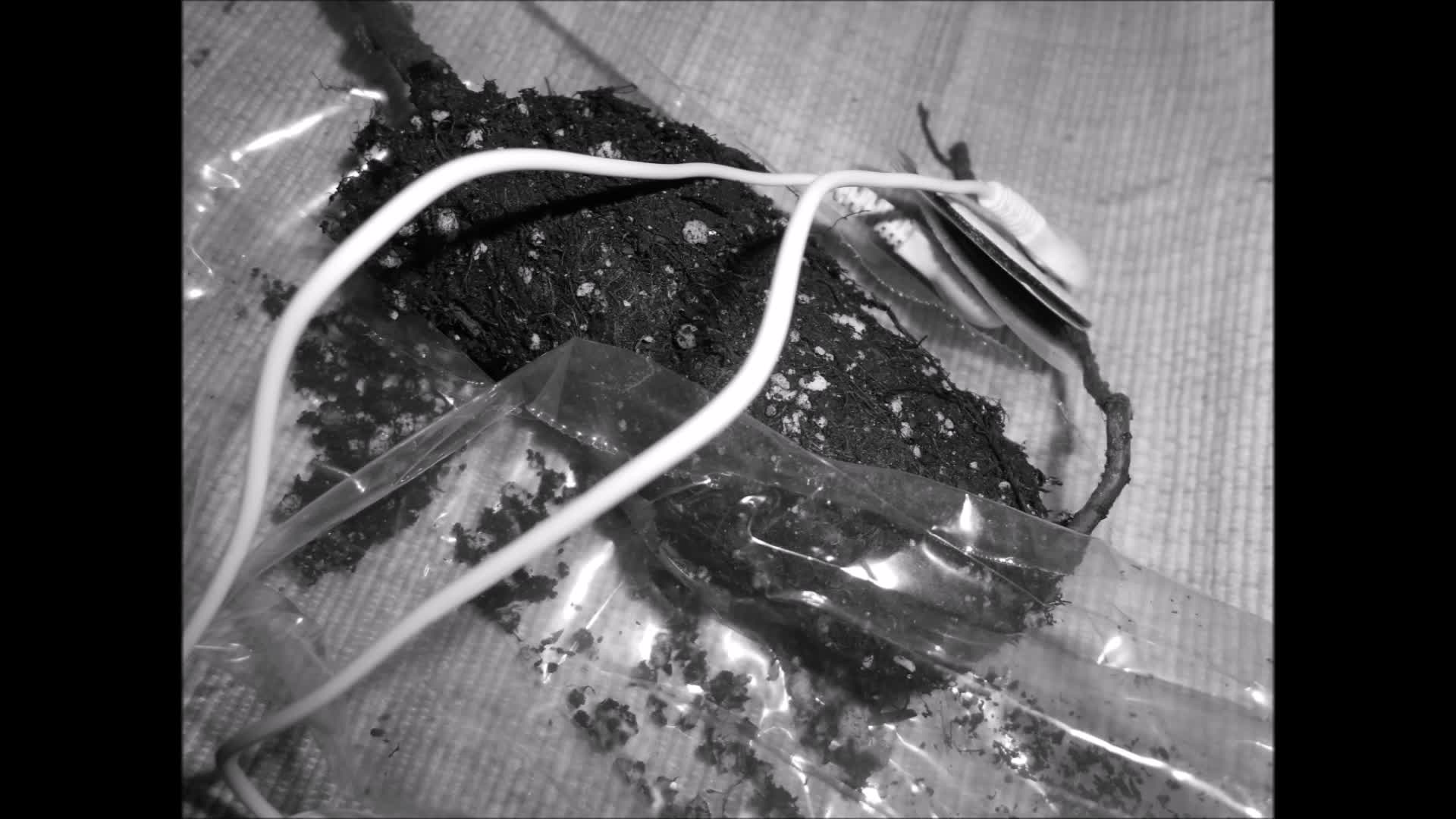 One Sweet Minute Interior Live Oak Tree Root System May 2021 3206