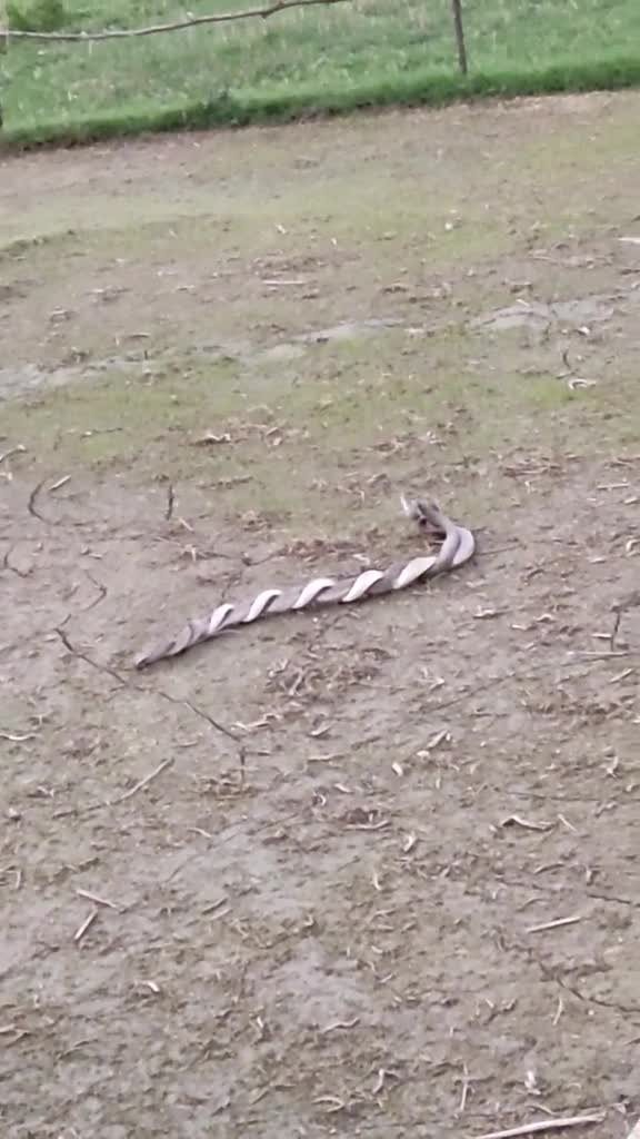 Snake ??? What are they doing??