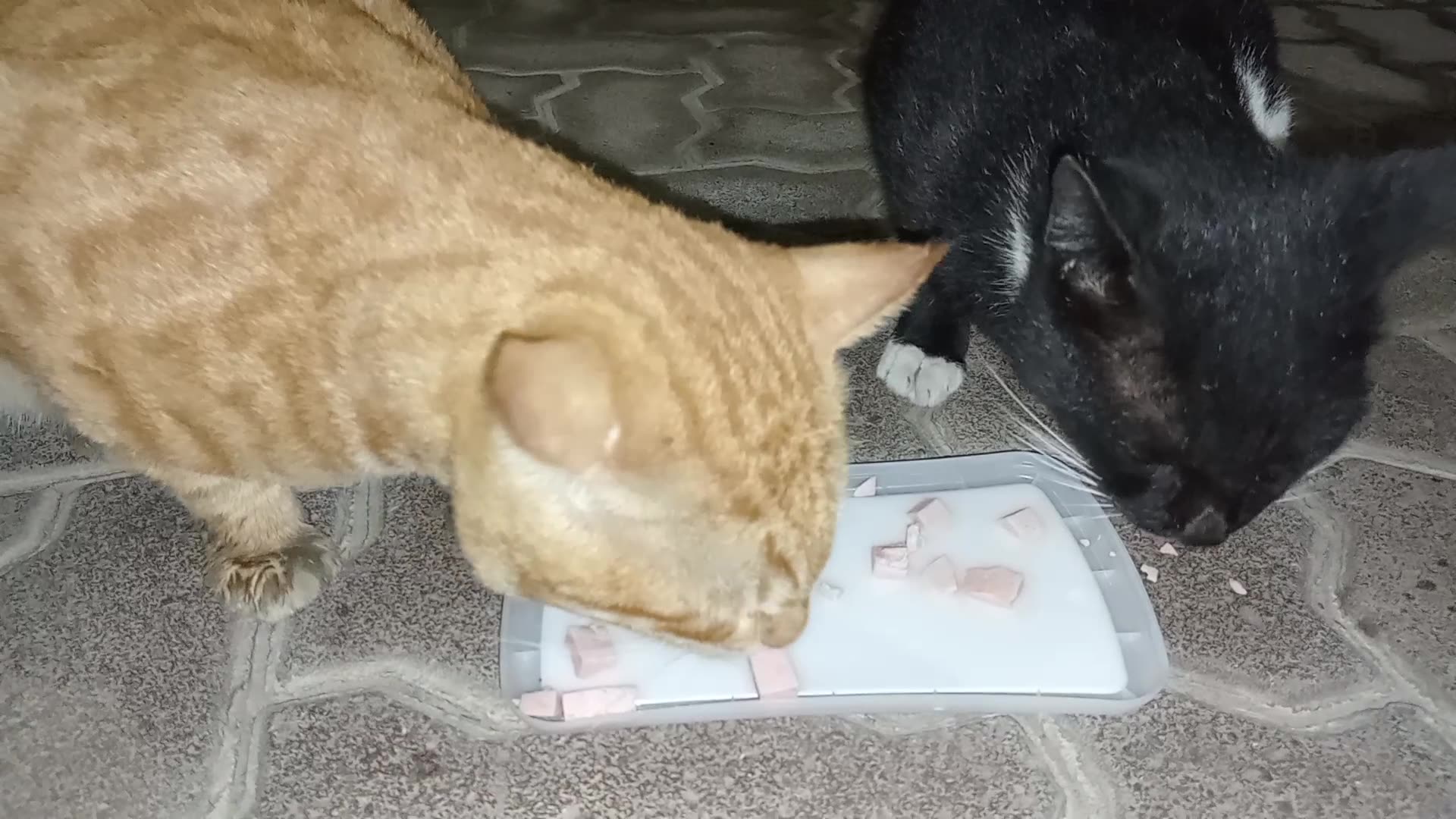 Homeless cats in UAE: CHRIS MARTIN & RIHANNA #cat #pet #Rihanna # ...