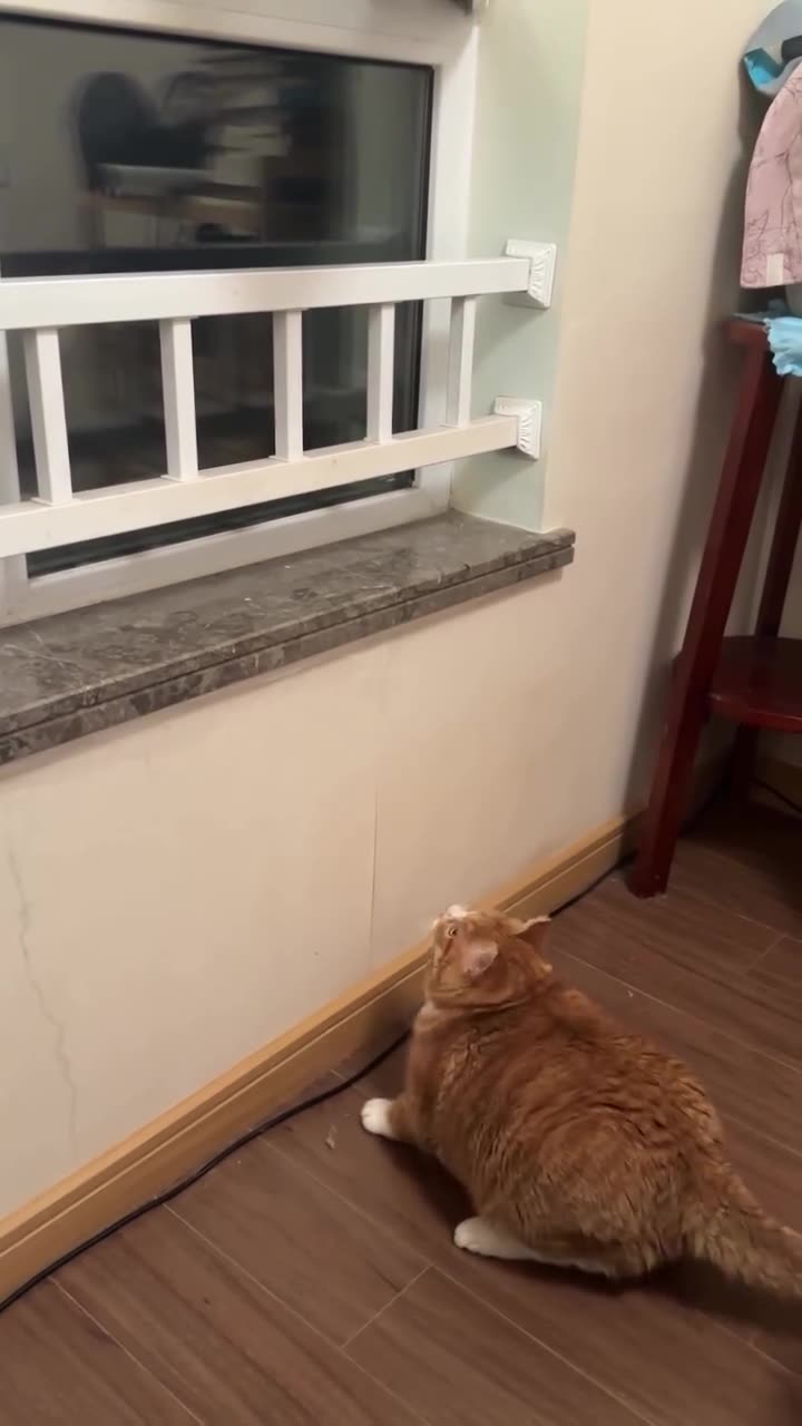 Mission Impossible - Cat version