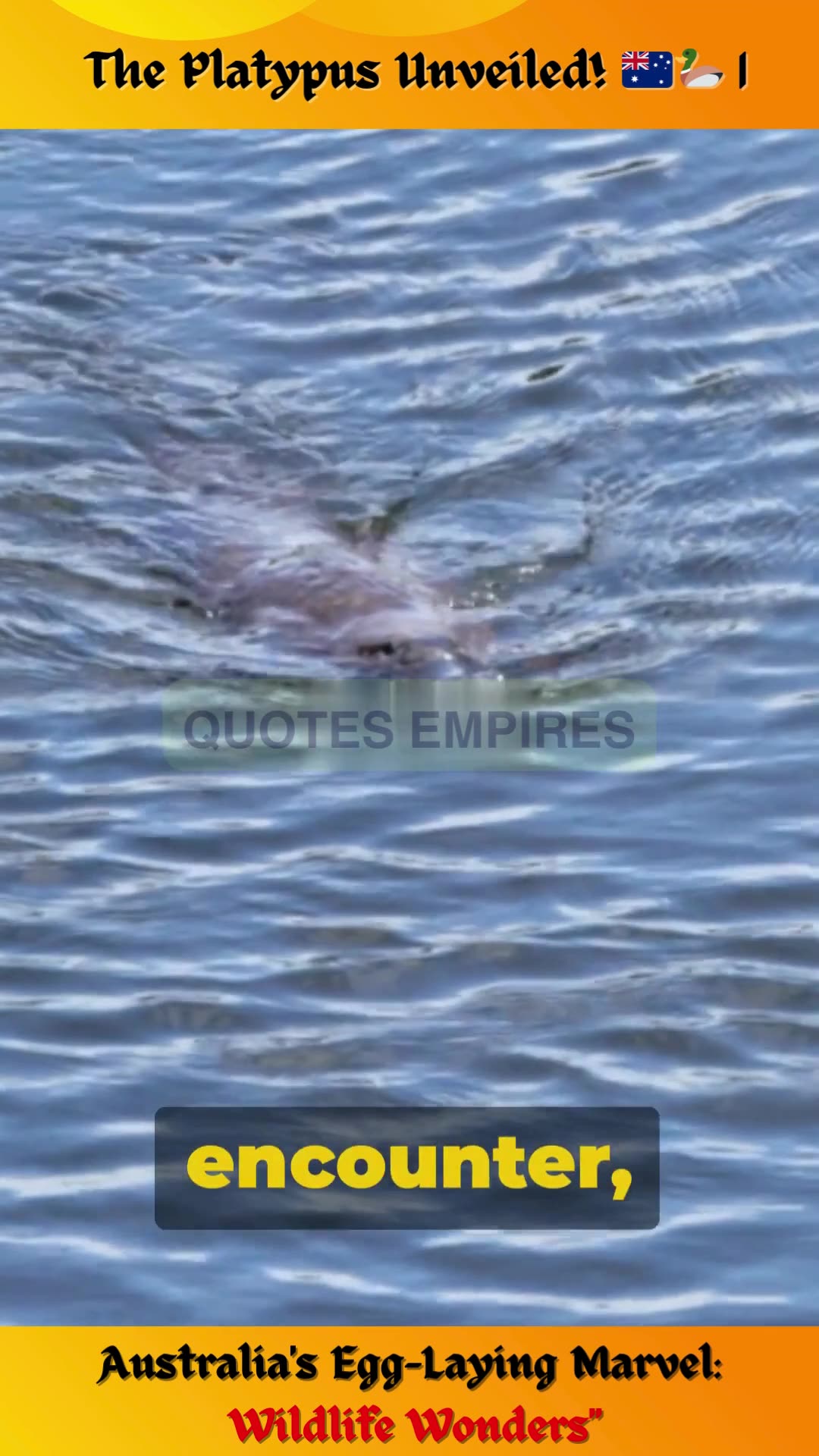 Australia's Egg-Laying Marvel: The Platypus Unveiled! 🇦🇺🦆 | Wildlife ...