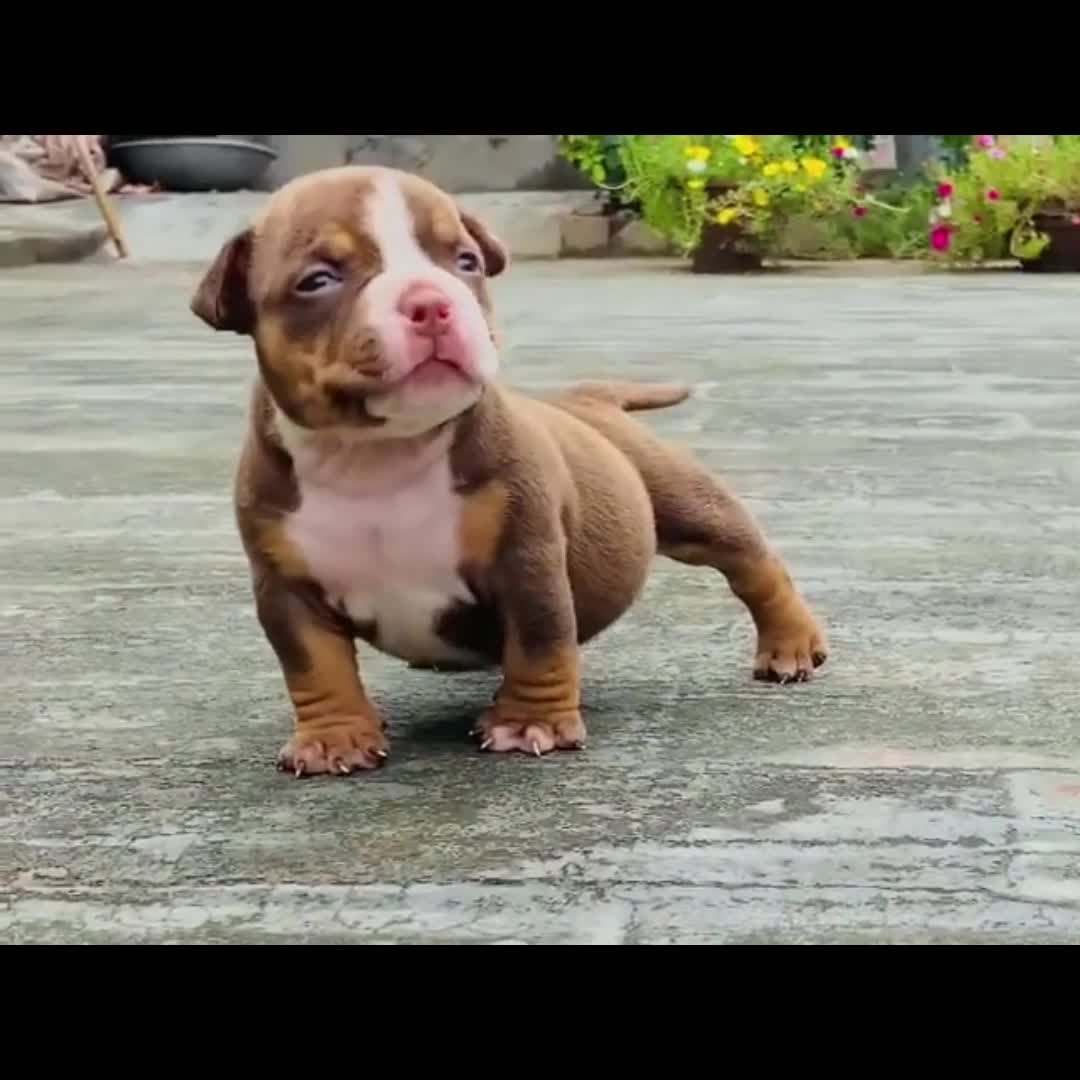 Most Expensive Bully