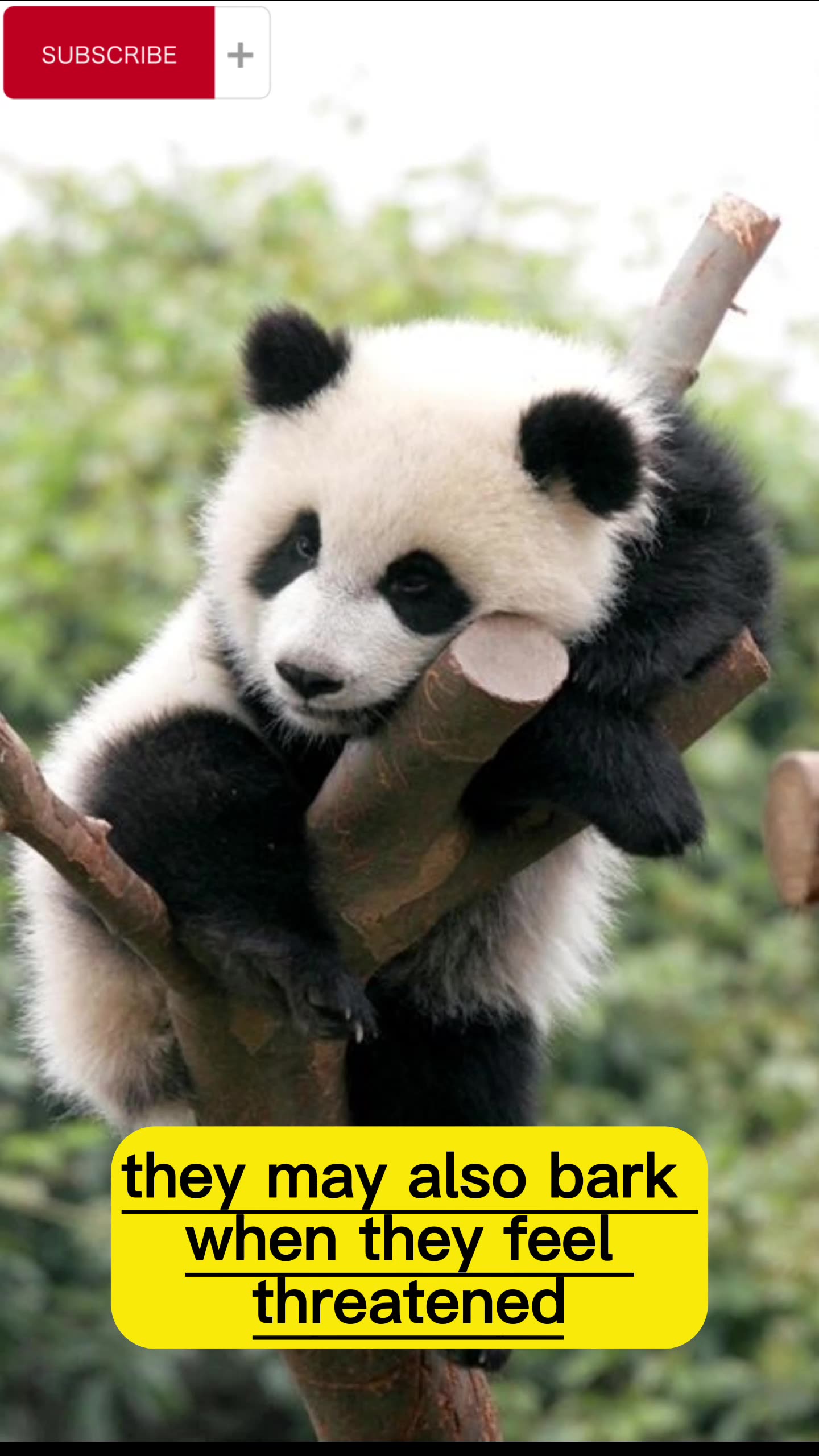 amazing facts about pandas