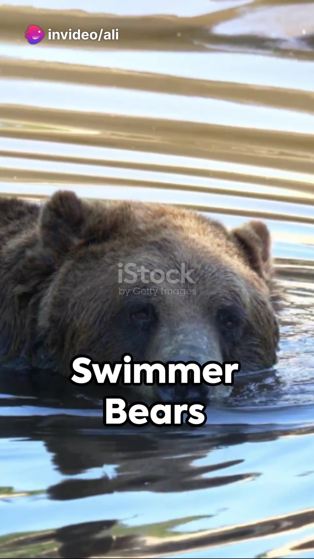 5 Facts About Bears