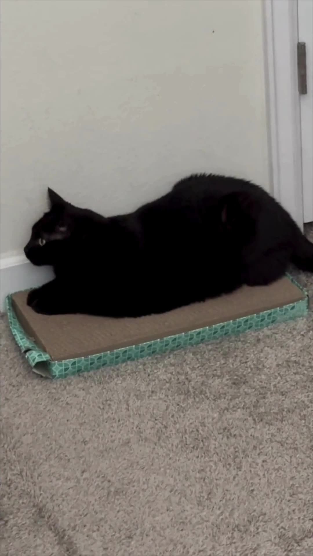Cute Precious Piper Works from Her Office Tuffet - Adopting a Cat from ...