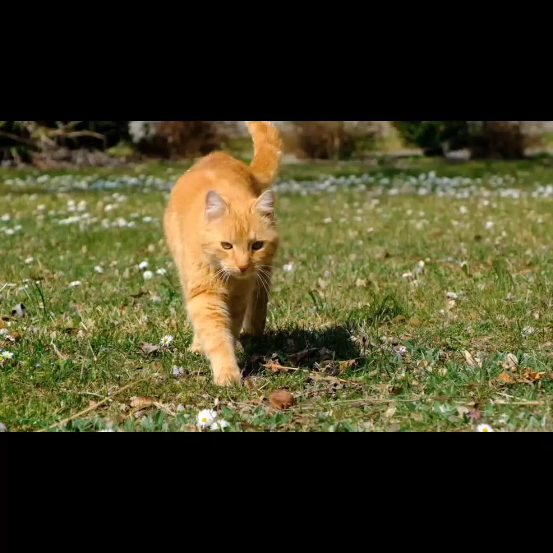 "Feline Facts: Exploring the Fascinating World of Cats"