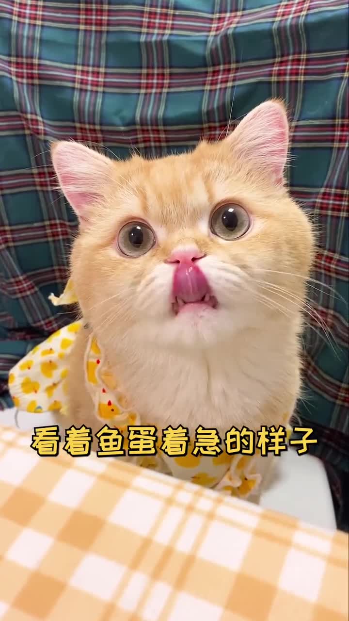 Raised a silly cat # Meng pet debut plan # TikTok animal illustration ...