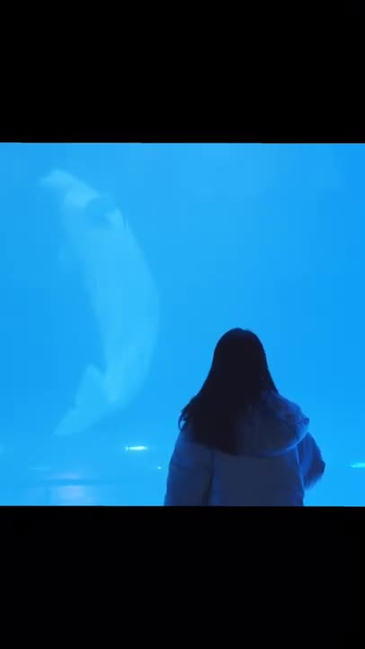 When a whale fan meets Beluga / Smart Beluga