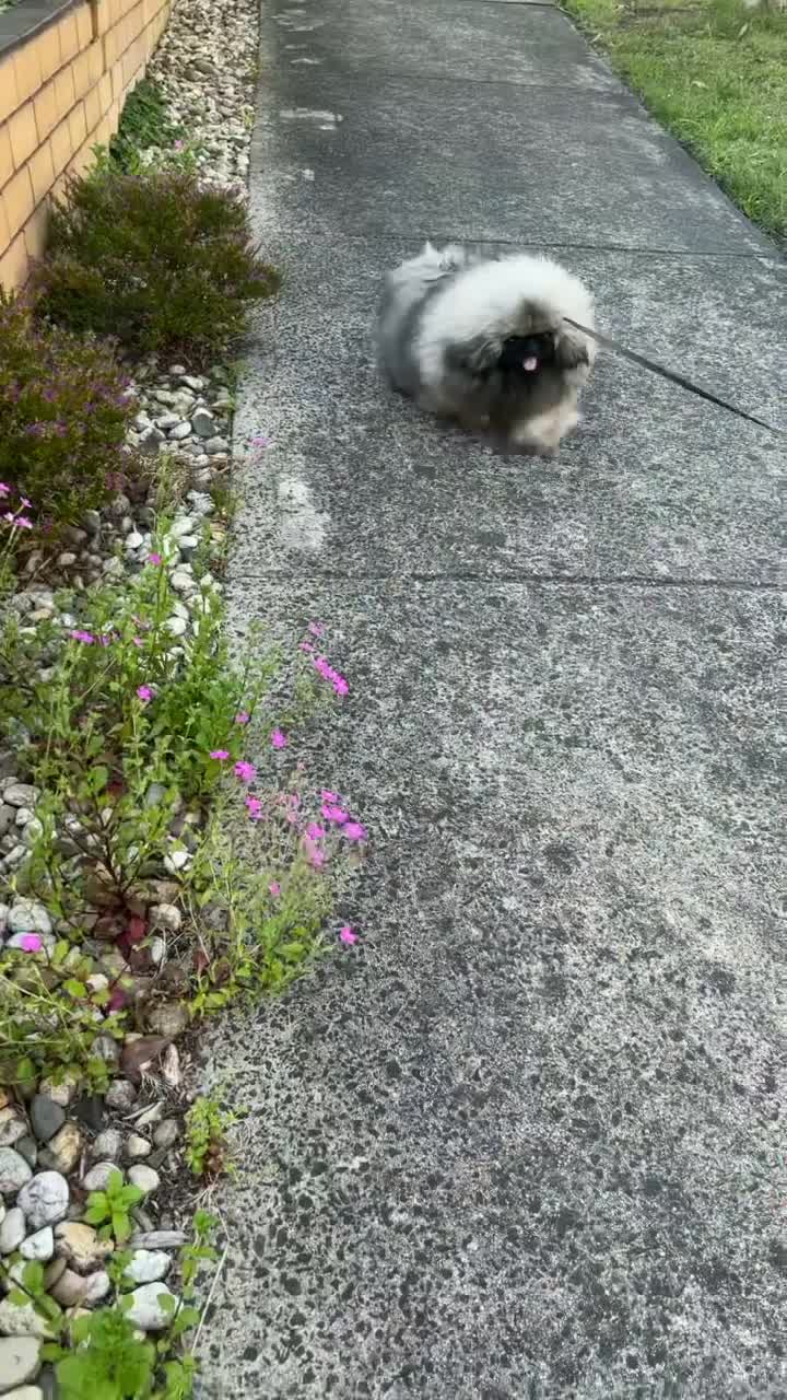 🔥Funniest Dogs will make you laugh all day long | Instagram Reels and ...