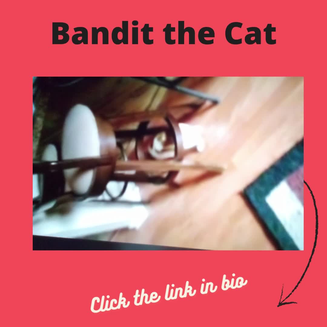 Bandit the Cat