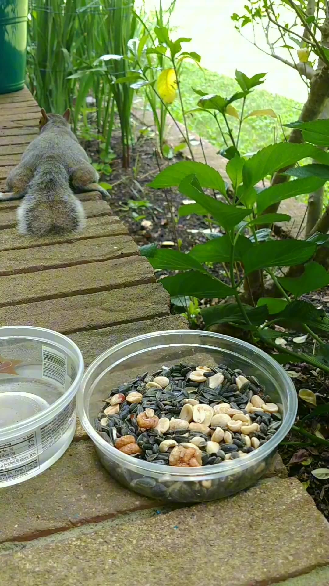 She's splooting to cool down 🐿️ so cute 🐾