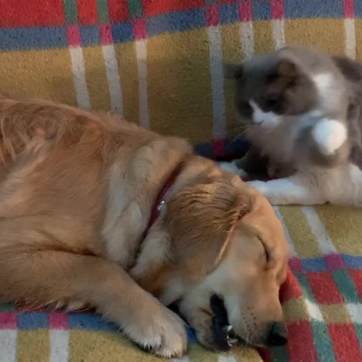 Cat smacks puppy for absolutely no reason at all