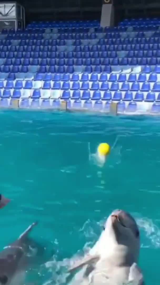 Smart Dolphin playing with ball in pool