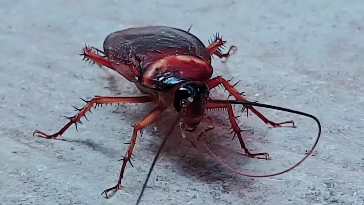 Asian cockroach