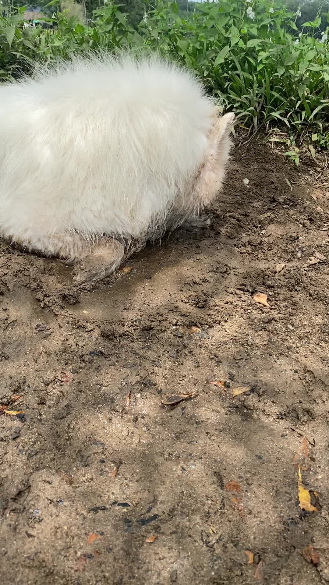 Fluffy White Dog Plays in Mud