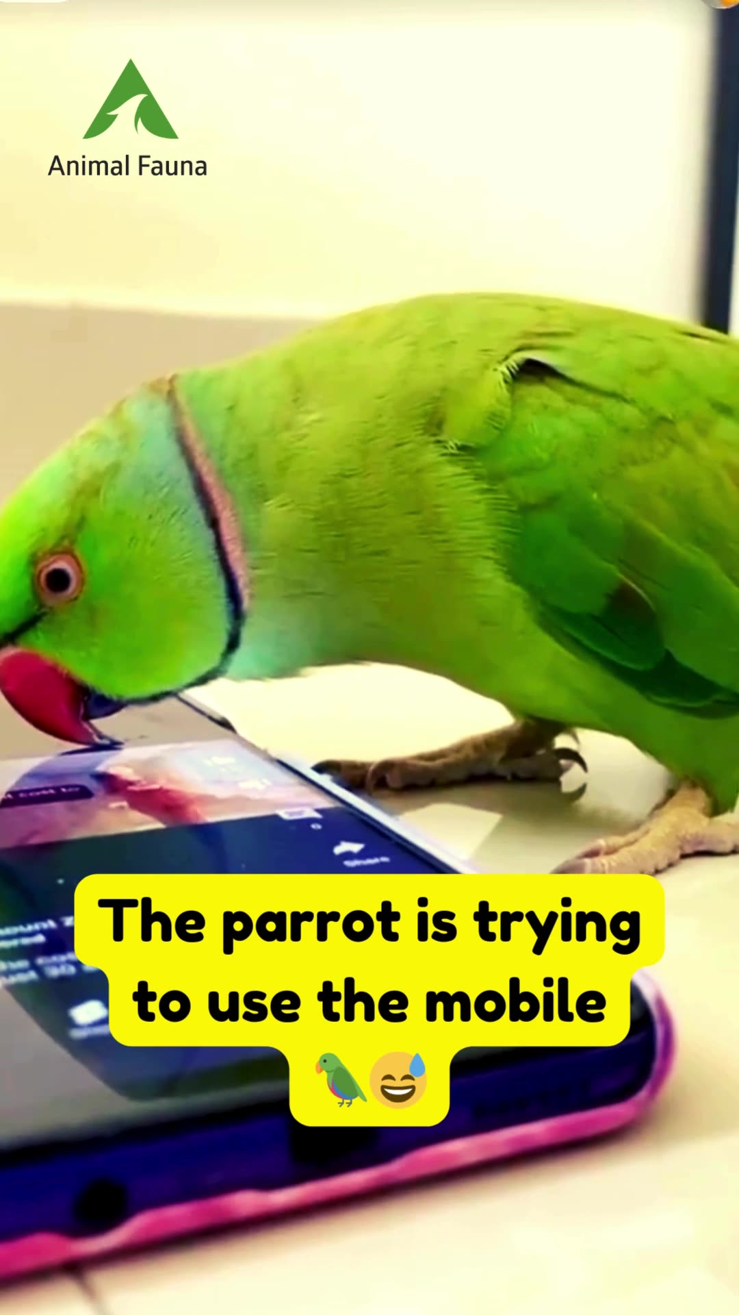 The parrot is trying to use the mobile 📱😂-