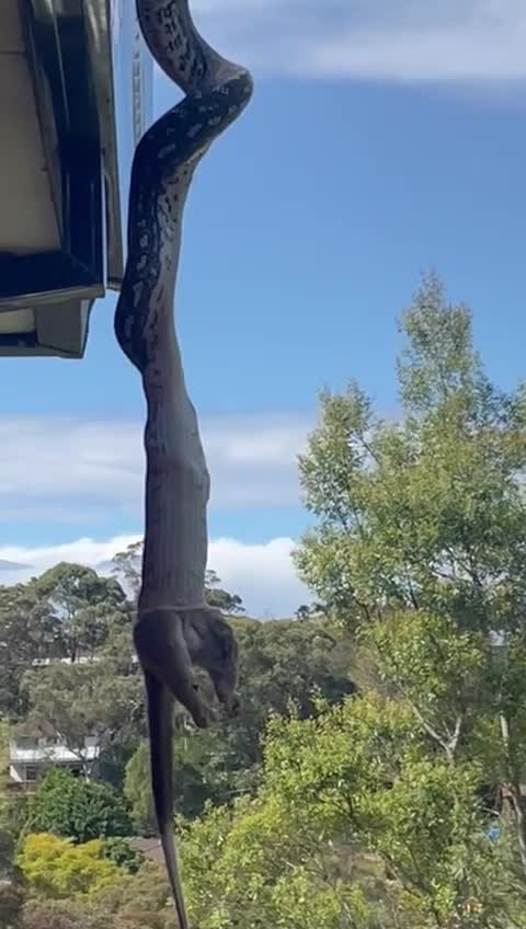 Python Eats a Possum
