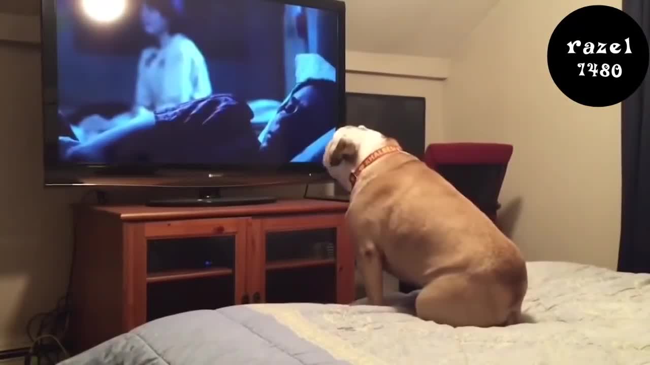 animals with the funniest behavior