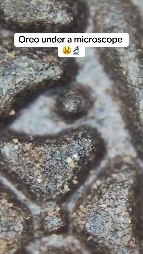 Oreo under microscope