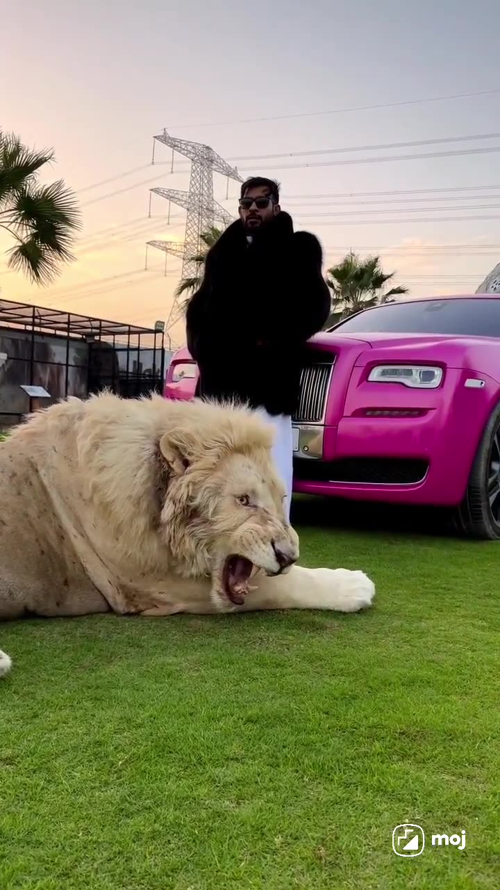 Dubai 🇦🇪 King 👑 Sheikh Nawab With White Tiger 🐯 Lion 🦁 White Tiger 🐅 # ...