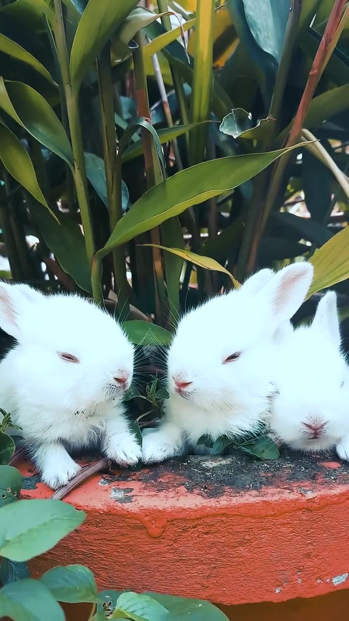 cute rabbits are hungry