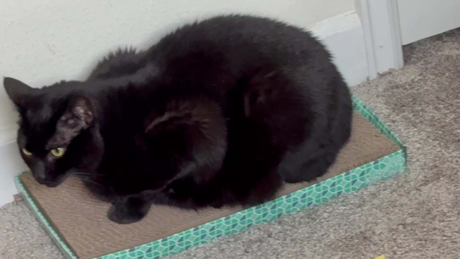 Cute Precious Piper is an Office Tuffet Sitter - Adopting a Cat from a ...