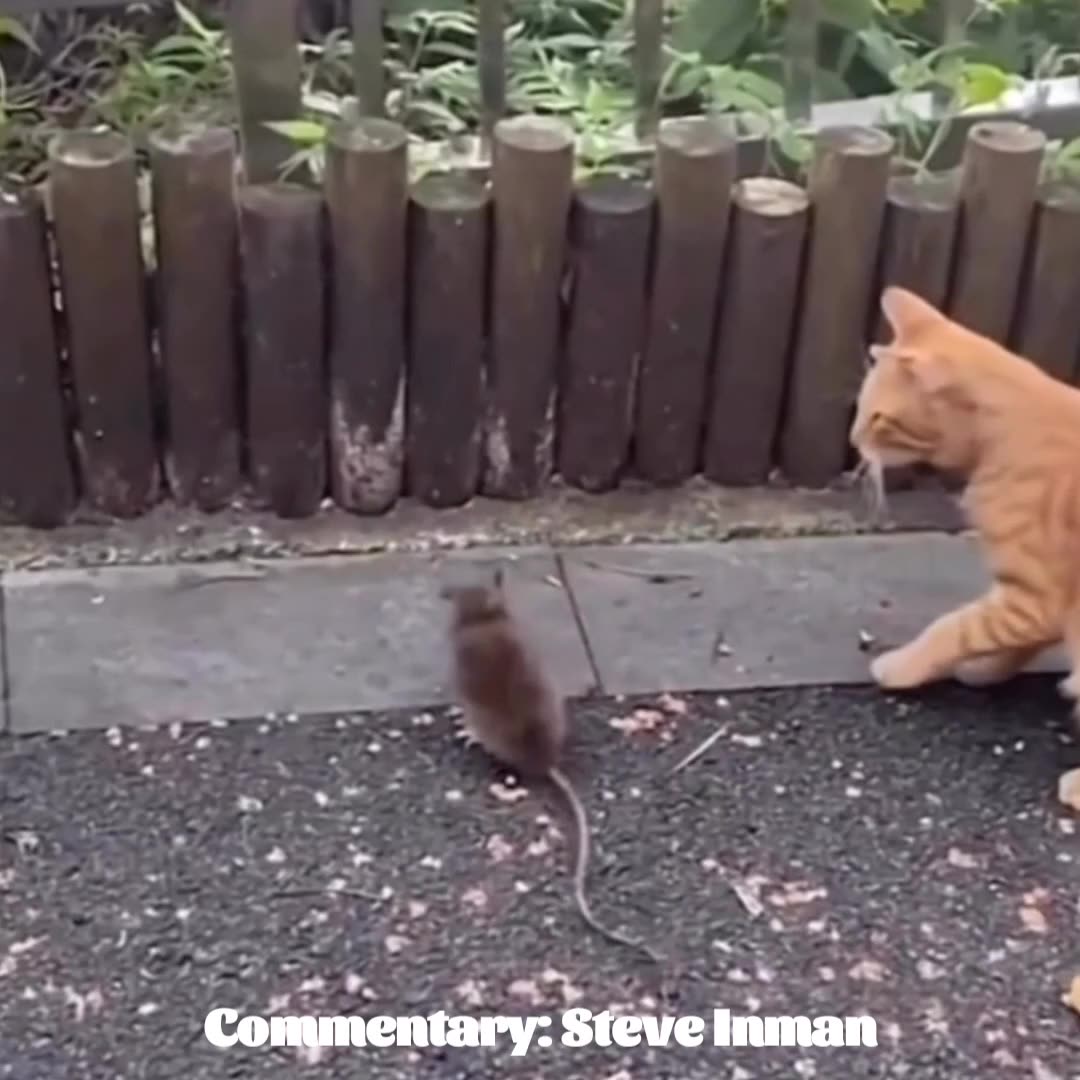 Master Splinter vs Cat
