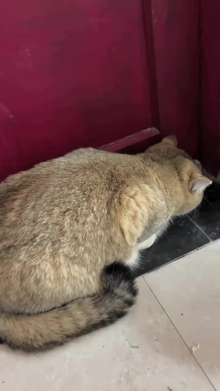 Mouse & Cats #cats #cat #animals #pets #reels