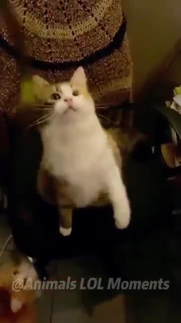 Animals That Will Make You lol 😂 ! Animals LoL Moments