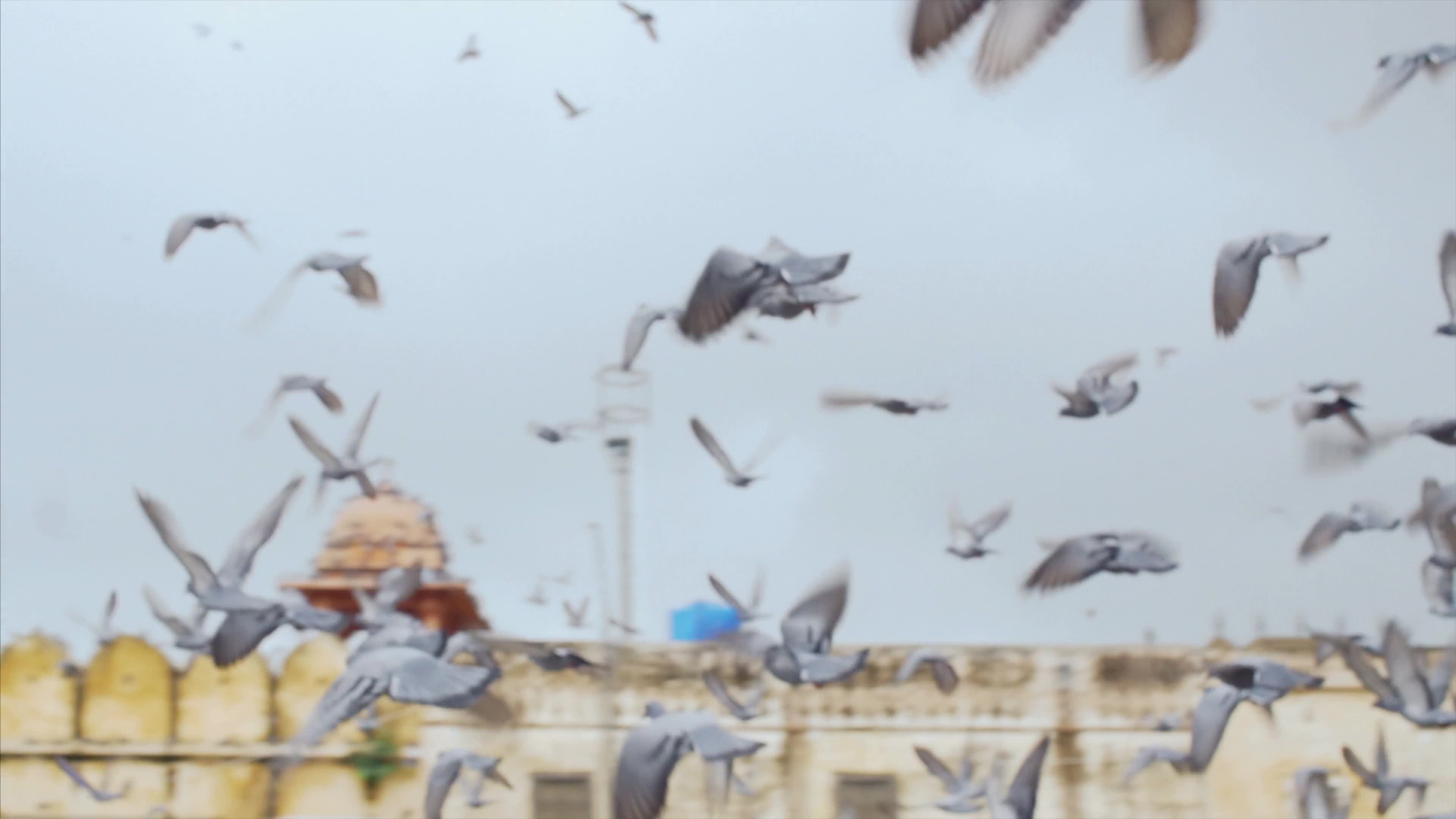 Lovely 🥰 pigeon gang Flying videos