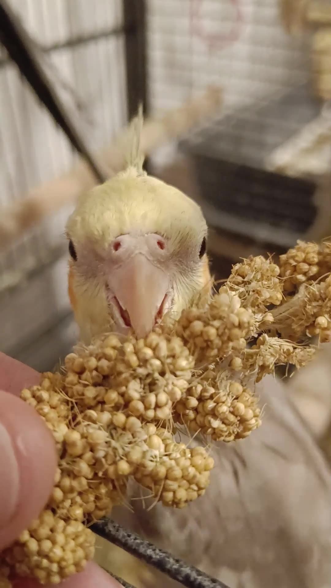 Beegee the cockatiel baby eating millet