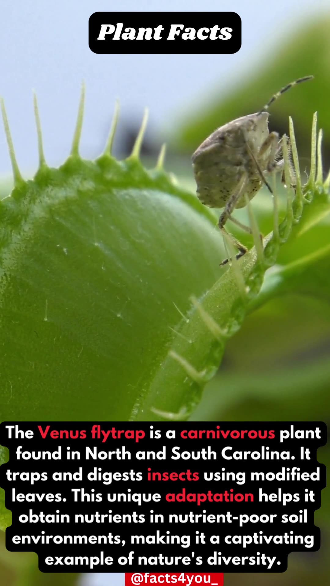 venus fly trap facts | Amazing facts