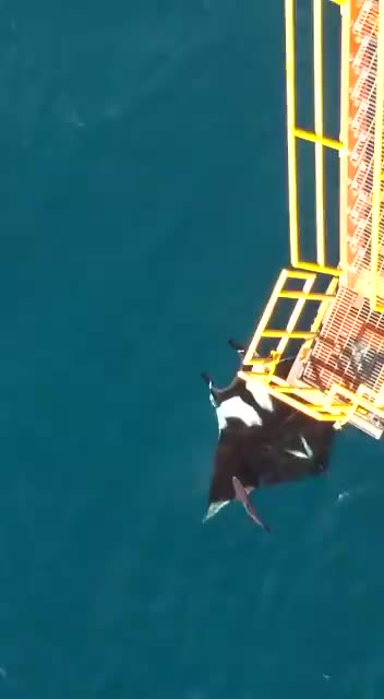 Massive oceanic manta ray swimming by an offshore rig near Trinidad